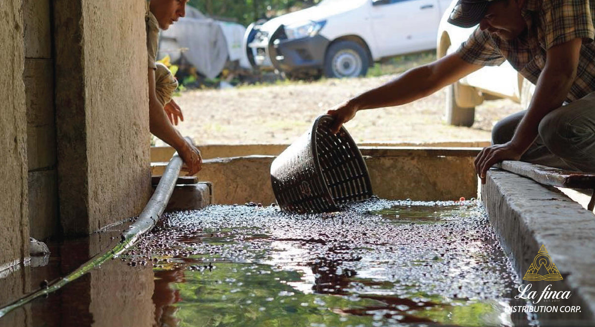 Density, Floating and Sorting | La Finca Coffee Importer Canada