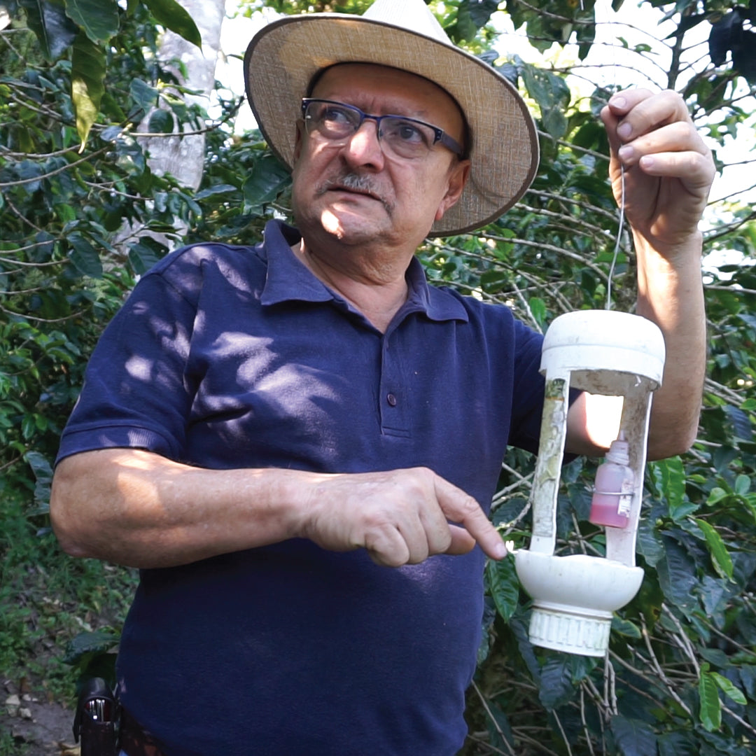 Chemical-Free Coffee Borer Beetle Insecticide